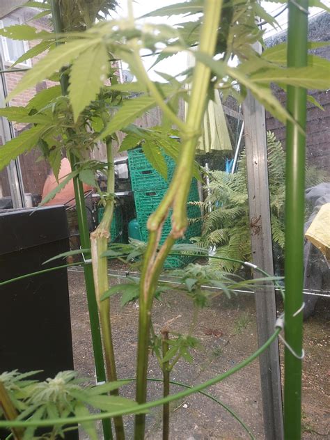 I Have Got A Split Stem On My Only Survivor From Outdoor Run But Shes