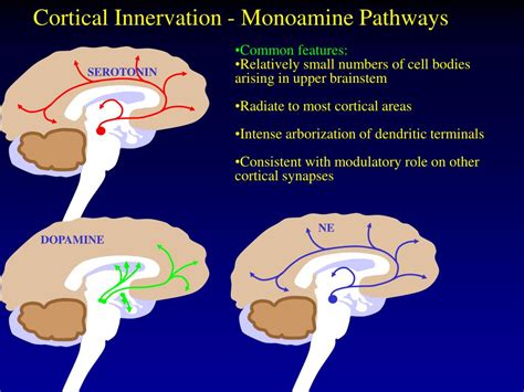 Ppt Monoamine Neurotransmitters Acetylcholine And Histamine Powerpoint Presentation Id