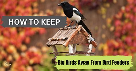 How To Keep Big Birds Away From Bird Feeders Wildlife Chatter