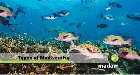 Types Of Biodiversity