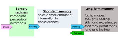 Chapter 5 Memory Model Flashcards Quizlet