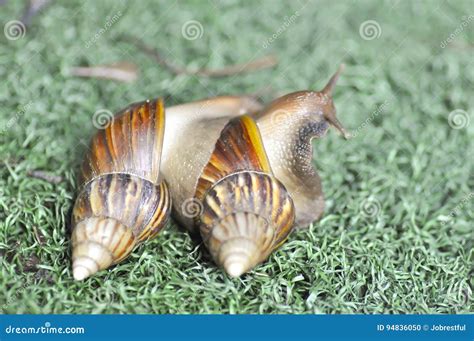 Making Love Snail Or Two Snails Stock Photo Image Of Reptile Beau
