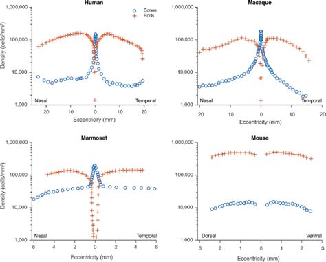 Spatial Densities Of Rods And Cones In Human Macaque Marmoset And