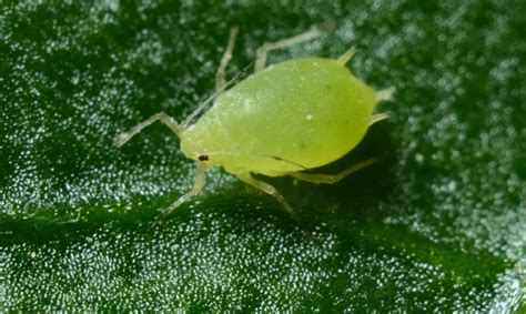 3 Ways Sialic Acid Strengthens Your Immunity Xian Sr Bio Engineering Coltd