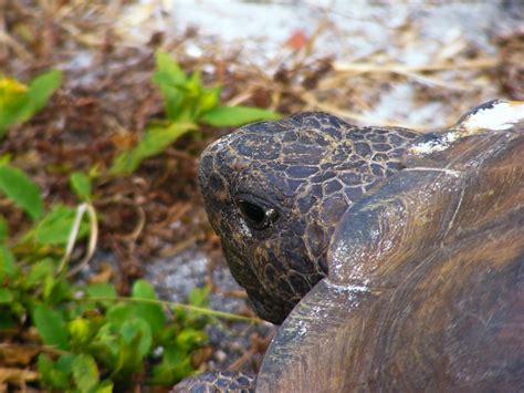 Gopher Tortoise Gopherus Polyphemus Turtle Slow Land Turtle Free Image From