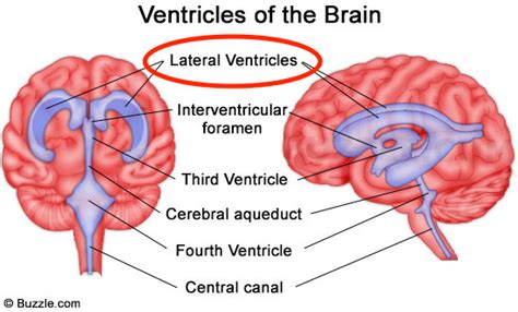 Right Lateral Ventricle Brain Septum Pellucidum Wikipedia Fiorini
