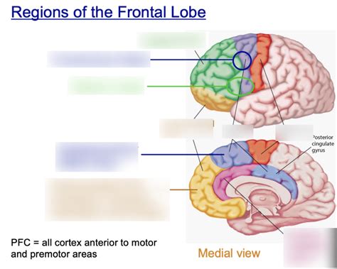 Regions Of Frontal Lobe Exam 3 Diagram Quizlet