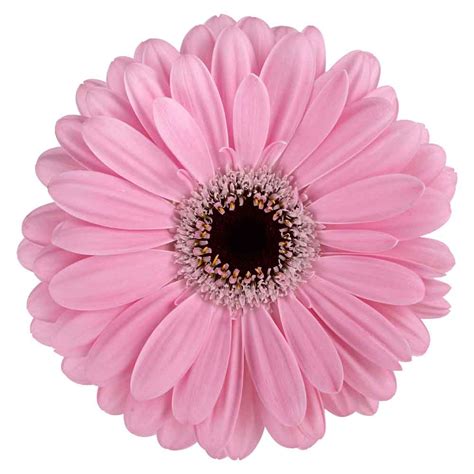 Alison Muraraplants Muraraplants