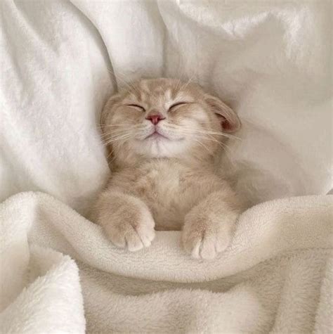 [인스타그램 카톡 프사 모음] 귀여운 고양이 공유 네이버 블로그