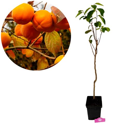 Diospyros Kaki Tone Wase Sharonfruit 2 Liter Pot Hoogte 90cm Kopen