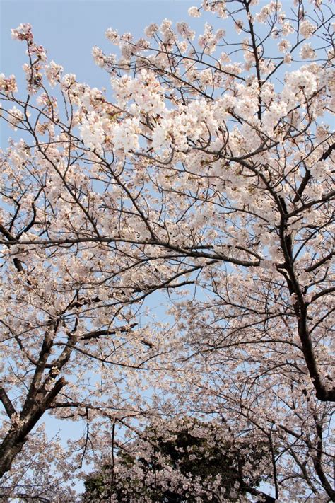 桜並木 GANREF