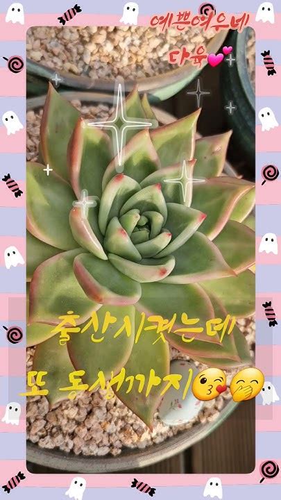 돌기오키드스타 창다육 다육이분갈이 다육식물 아이유 Youtube