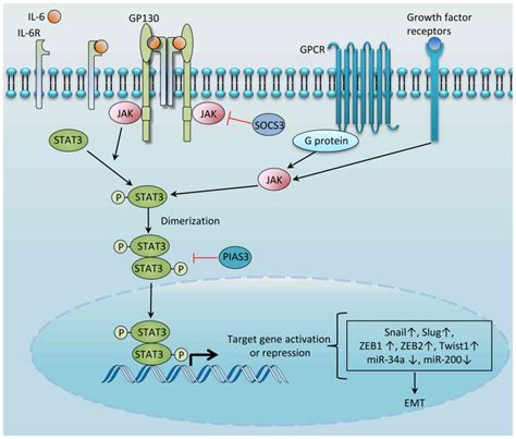 International Journal Of Oncology