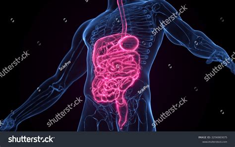 3d는 남성 해부학 소화기관의 의학적 스톡 일러스트 2256983075 Shutterstock