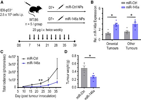 Figure 2 From Mir 146a Inhibits Ovarian Tumor Growth In Vivo Via Targeting Immunosuppressive