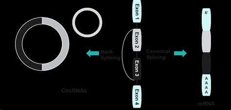 Circular Rna Exploring New Potentials Beyond The Loop Stellarix