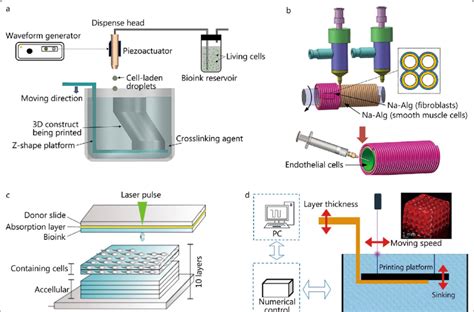 Schematic Diagram Of Bioprinting Technique A Inkjet Based Bioprinting