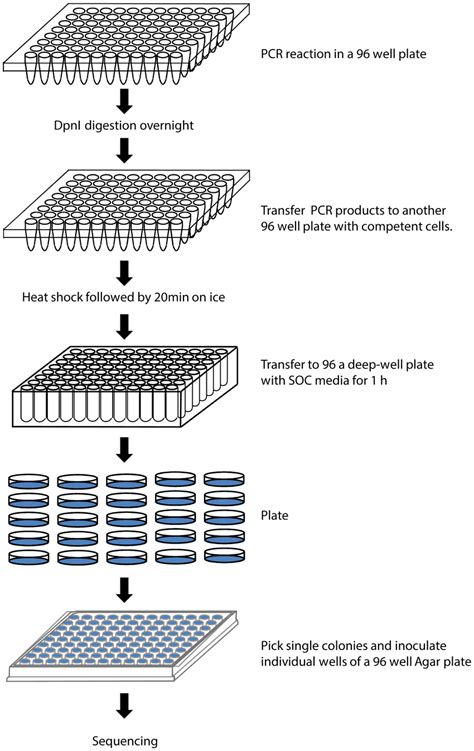 Workflow Of The High Throughput Mutagenesis Download Scientific