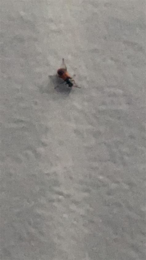 Random Bug In Ny Rwhatisthisbug