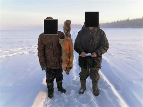 В Якутии нашли охотников жестоко издевавшихся над лисой Им грозит уголовное дело