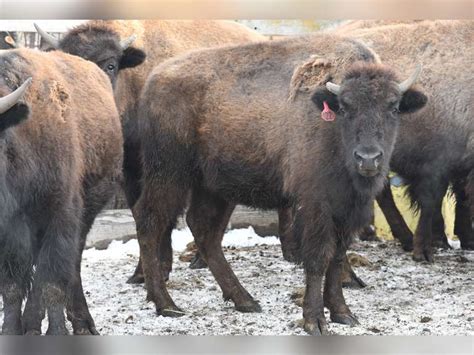 LAZY JC BISON RANCH FALL YEARLING HEIFERS Quality Auction Services