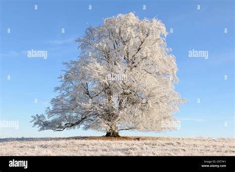 European Beech Fagus Sylvatica Winter Landscape Swabian Alb Baden