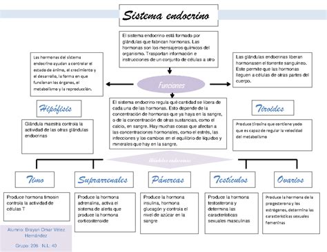 Mapa Conceptual Del Sistema Endocrino Mapa Mental Sistema