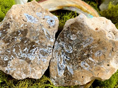 Druzy Agate Coral Chert Specimen Bundle Agate Flint Fossil Coral From