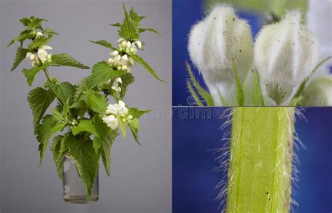 Nettle White Nettle Or White Dead Nettle In A Glass Vessel With Water