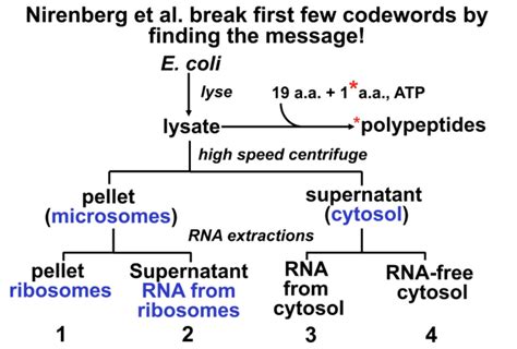 11 4 Breaking The Genetic Code Biology Libretexts