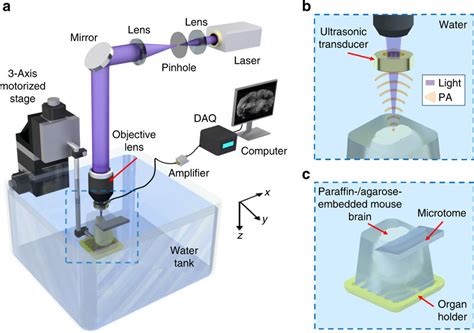 Schematic Of The Mpam System For Whole Organ Imaging And Sectioning A Download Scientific