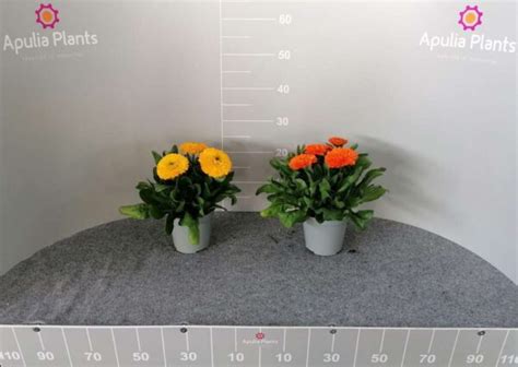 Calendula Asteraceae Apulia Plants