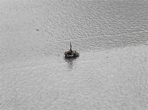 Peacock Fly Callopistromyia Annulipes Bugguidenet