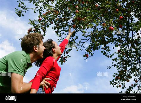 Couple Under An Apple Tree Woman Reaching For An Apple Styria Austria Stock Photo Alamy