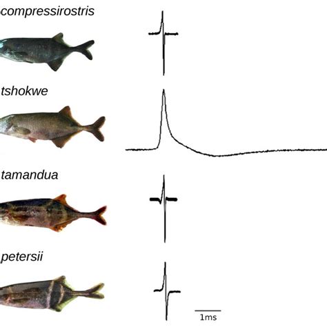 Appearance And Eod Waveforms Of Four Mormyrid Species Used For This