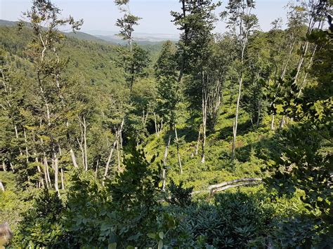 გამეჩხერებული და გაჩეხილი ტყე ხაშურში Caucasus Environmental Knowledge Portal