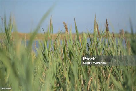 Marram 잔디 배경 선택적 초점 출판 디자인 포스터 달력 게시물 화면 보호기 벽지 엽서 배너 커버 웹 사이트에 대한 모래 언덕 잔디 흔들기 고품질 사진 0명에 대한 스톡
