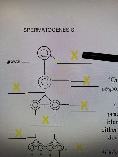 Reproduction I Flashcards Quizlet