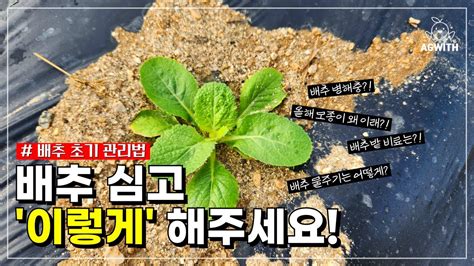 올해 배추 농사 시작부터 쉽지 않네 배추 심고 이렇게 해주세요 튼실한 배추를 위한 초기 관리법 Youtube
