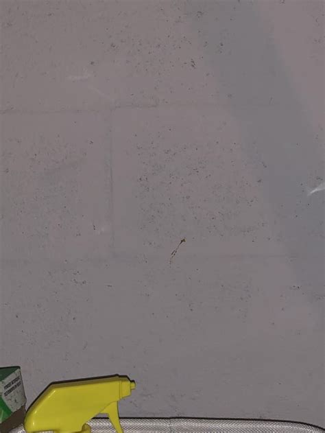 Palmetto Bug Smear Rflorida