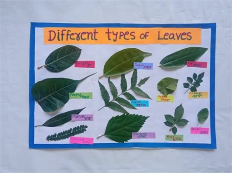 Types Of Leaves Chart