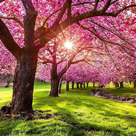 가지가 처진 벚꽃 심기 가정 정원 및 씨앗 심기에 사용 가정 식물 선물로 적합 Temu
