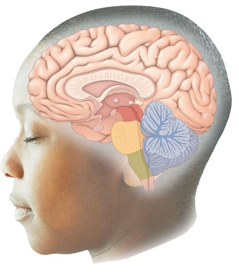 Psychology Chapter 3 Diagram Quizlet