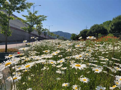 대마면 송죽2리 게이트볼장 ‘데이지꽃 만발 영광21