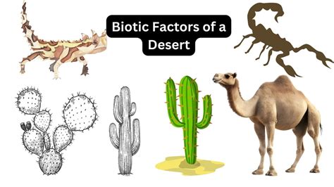Abiotic Factors Definition Types Importance Examples Biology