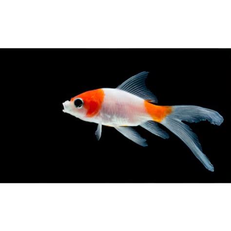 Sarasa Comet Goldfish Hollywood Fish Farm Online