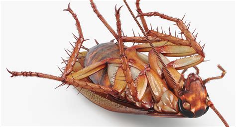 3d Fur Cockroach American Model Turbosquid 1633168