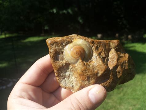 Snail Fossil R Fossilporn