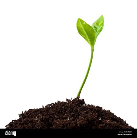 Plant Sprout