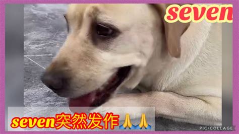 拉布拉多seven老四💕2023 3 5直播💕 Seven寵物拉拉 老四 Queenlee賽文 小迷糊 Youtube